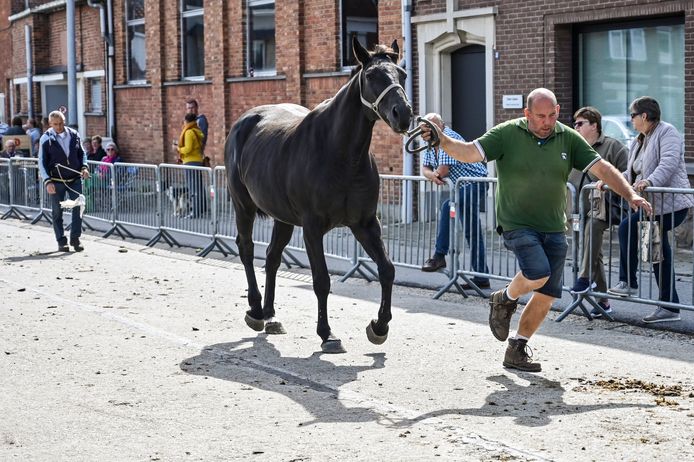 Dikbillen stelen show tijdens zonovergoten jaarmarkt | Dendermonde | hln.be