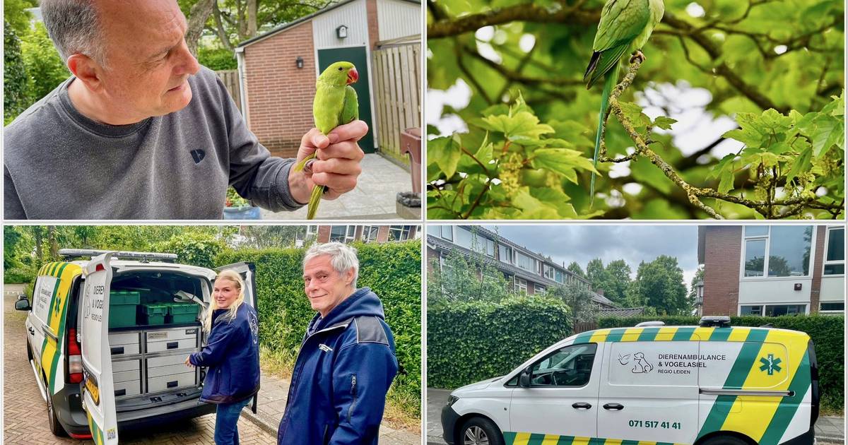 Wijkagent Rob voorkomt dat halsbandparkiet door kat wordt gevangen ...