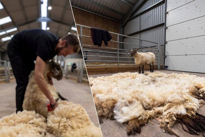 ‘Eenzaamste schaap ter wereld’ voor het eerst in twee jaar tijd ...