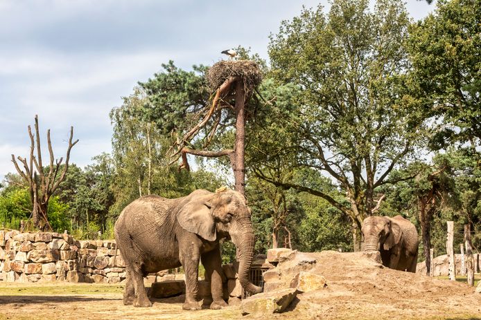Olifanten genieten van waterpret en rotswanden in nieuw verblijf Beekse ...