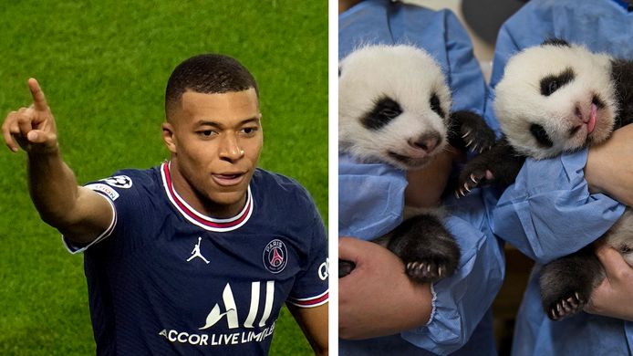 Kylian Mbappé parrain d'un des deux bébés pandas nés dans un zoo en ...