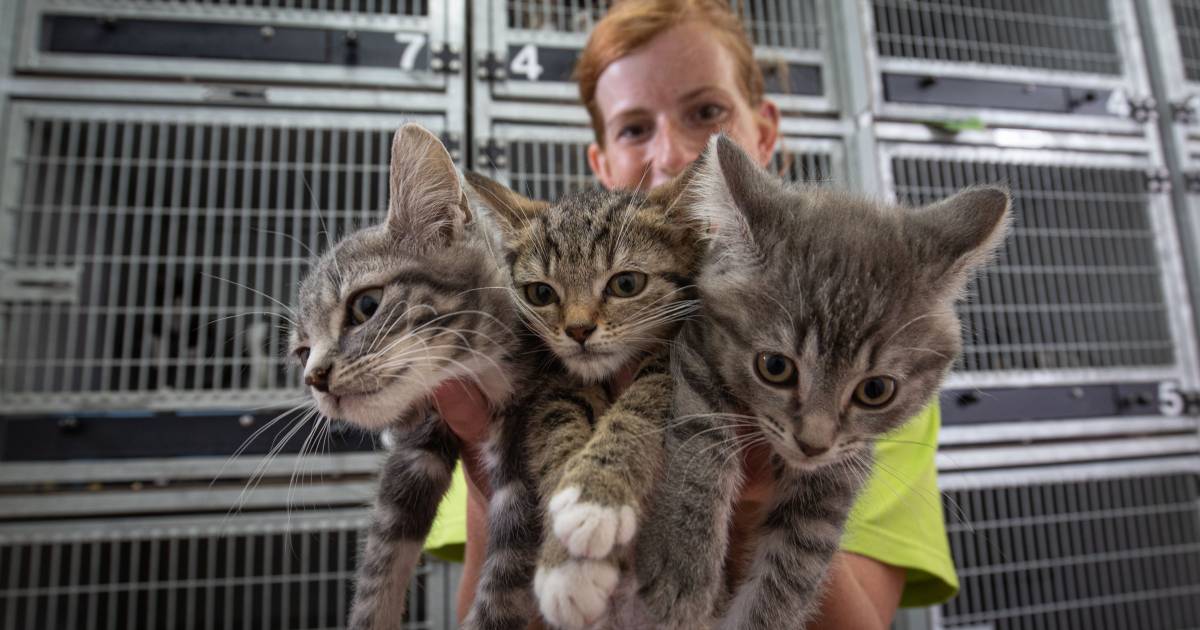 Asiel in Kampen komt om in de kittens: ‘Het zijn er extreem veel ...