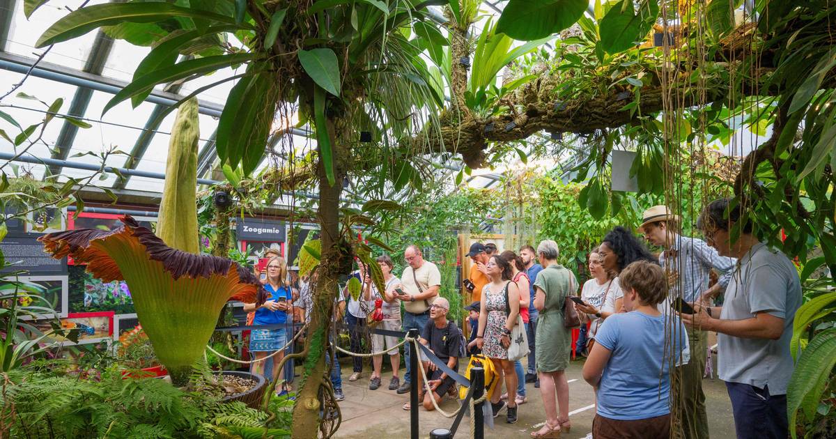 “33 kilos et 1,97 mètre de haut”: un rare “Pénis de Titan” attire les ...