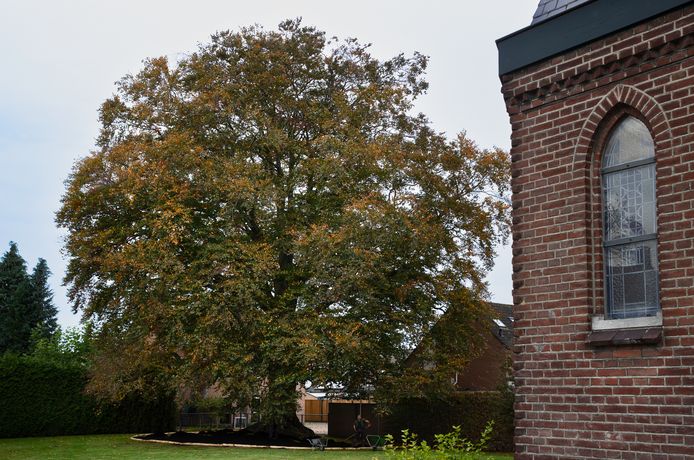 Monumentale rode beuk kan er weer tegen | Eindhoven | ed.nl