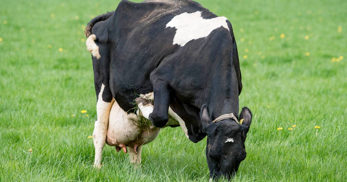 Tour de Boer rond Bornerbroek | Almelo | AD.nl