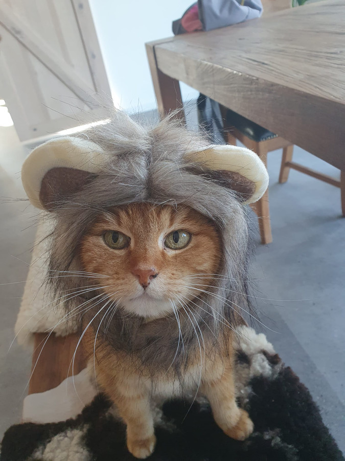 Dit zijn jullie inzendingen van de leukste katten op Wereldkattendag ...
