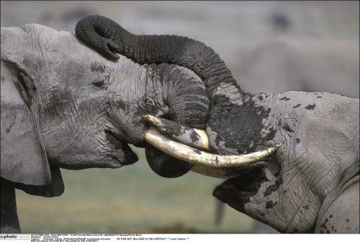 Stropers doden 10 olifanten in Zimbabwaans wildpark | Foto | hln.be