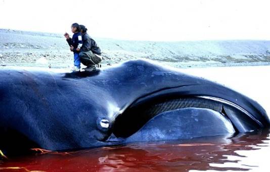 Zeldzame Groenlandse walvis zwemt voor Belgische kust | Zeeuws ...