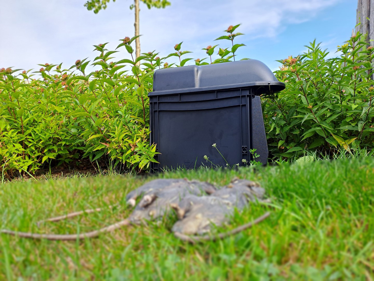 Balen zet slimme rattenvallen in zonder vergif | Foto | hln.be
