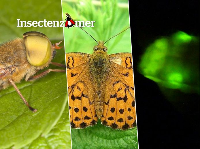 Al 500.000 insecten gespot in Vlaanderen, waaronder enkele zeer ...