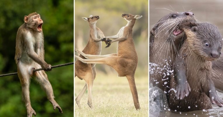 Dit zijn de grappigste dierenfoto’s van 2021 | De Morgen