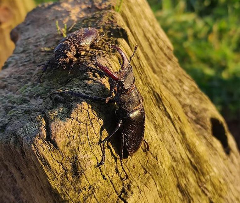 Voor het eerst is een vliegend hert gekweekt. Het dier heeft nu een ...