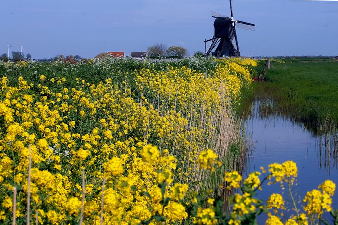 Herwijnen kleurt geel door bloeiend koolzaad | West Betuwe ...