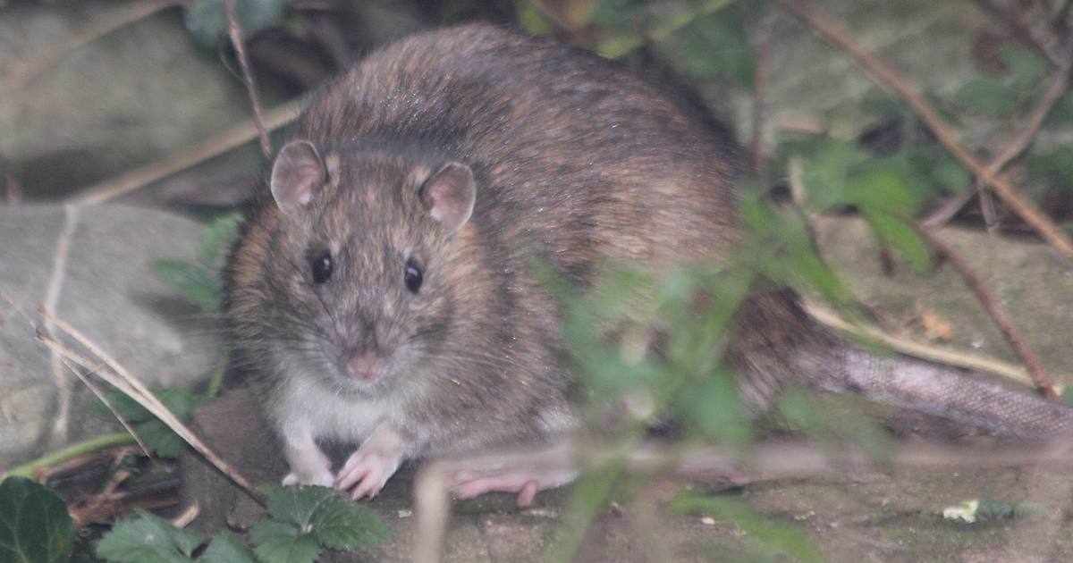 Brabant maakt jacht op bruine en zwarte ratten: ‘We zien ze steeds ...