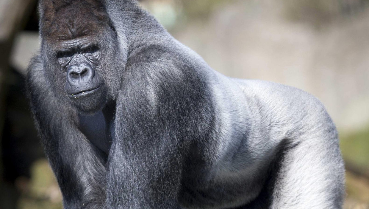 'De PvdA is als Bokito's apenrots, en de vrouw is een excuustruus ...