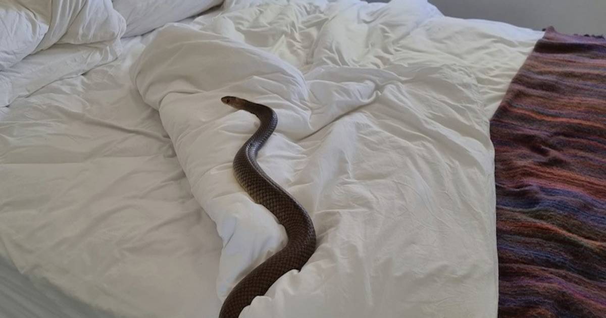 Australische vrouw vindt lange giftige slang tussen de lakens | Dieren ...