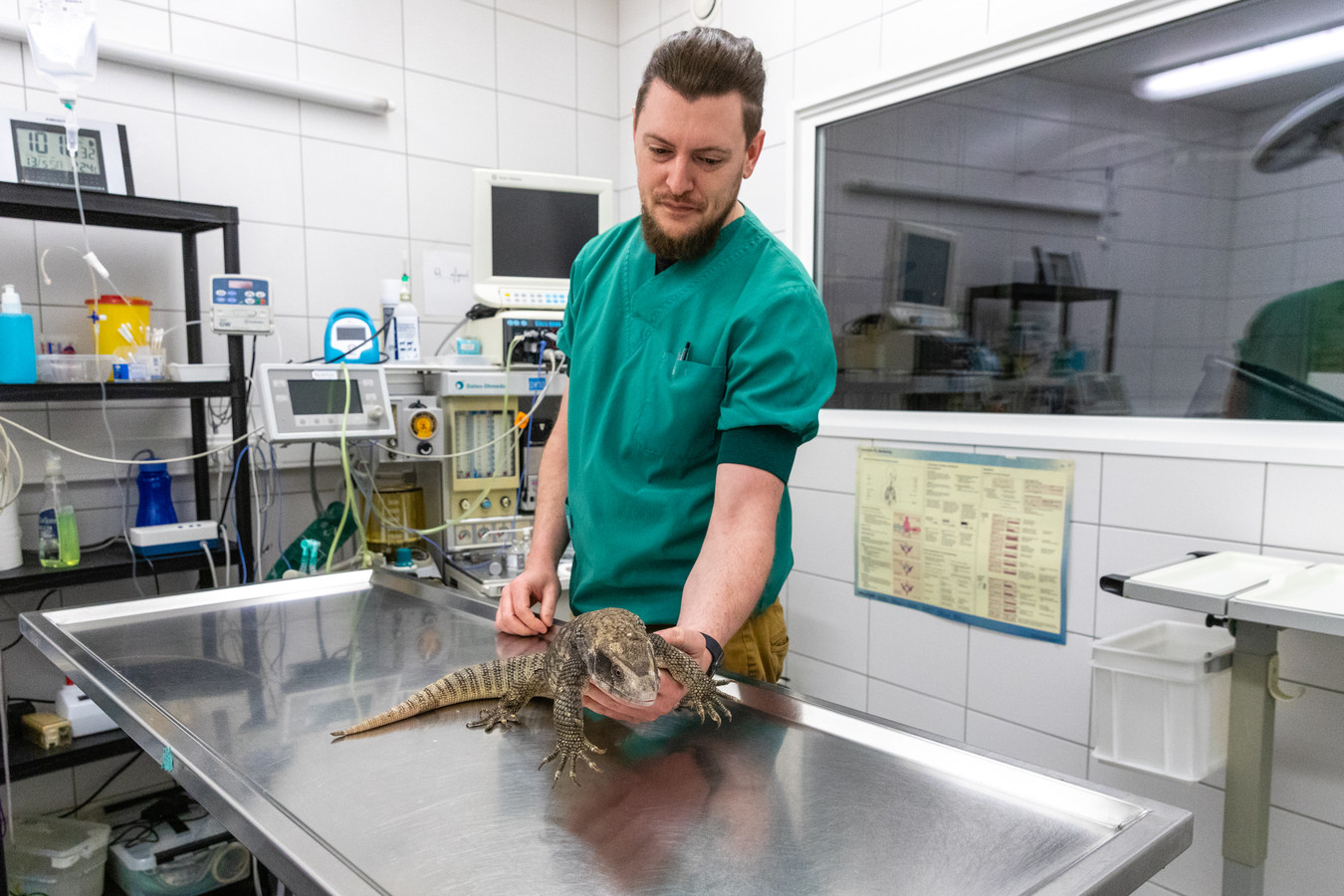 Eigenaar van Steppevaraan wilde dier dan toch dumpen: "Jammer dit te ...