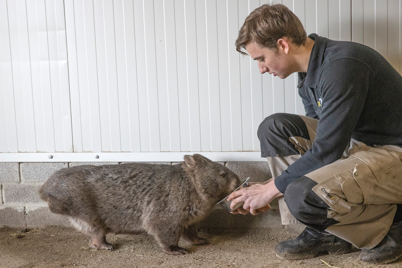 Dierentuin in Best dolblij met eerste in Nederland geboren wombatbaby ...