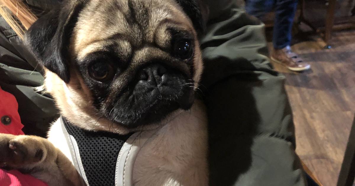 Wie Moppy de mopshond terugvindt, krijgt flinke beloning | De Krant ...