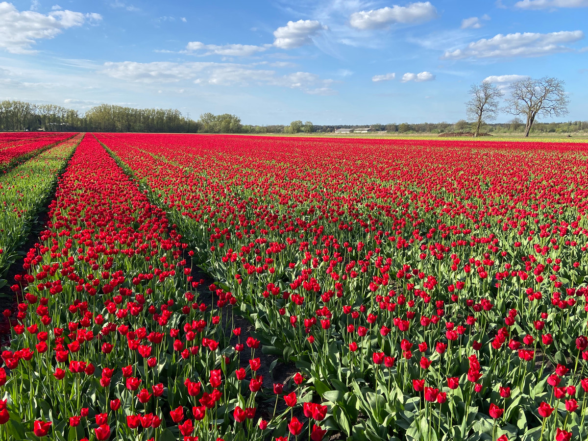 Prachtig tulpenveld van An en Peter slachtoffer van wildplukkers ...