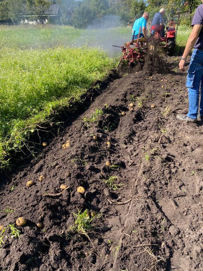 Aardappelen rapen zoals dat vroeger ging: jeugd in Luttenberg moet aan ...