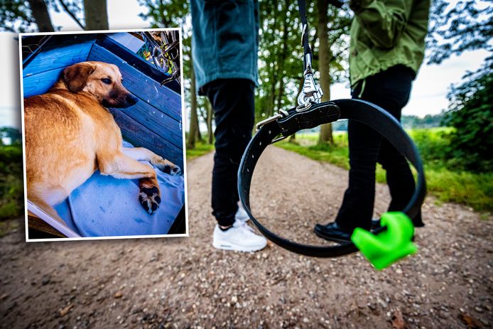 Leon en Anouk laten hun adoptiehond inslapen, dan breekt de hel los ...
