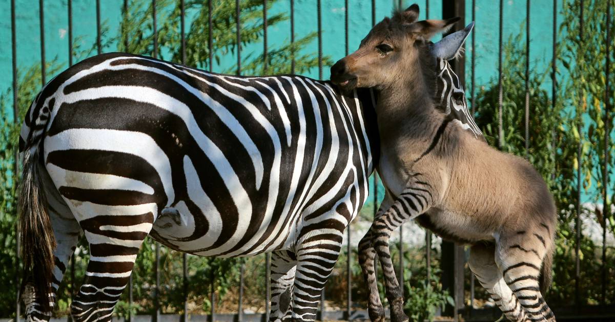 Van teeuw tot walfijn: de meest bijzondere kruisingen in dierenland ...