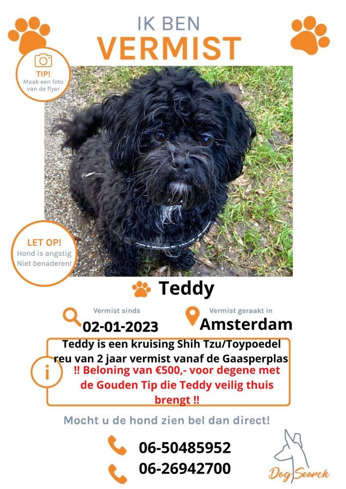 Hondje Teddy is al zes dagen vermist na vuurwerkknallen: ‘Hij is in ...