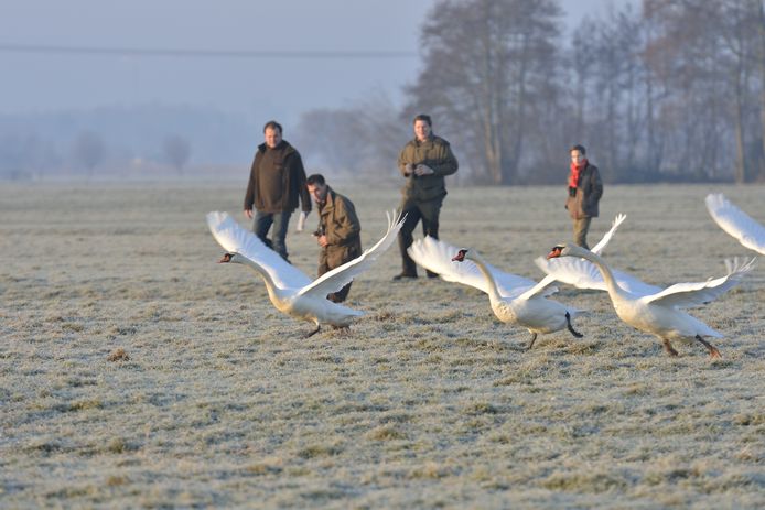 Nek van knobbelzwaan ligt op hakblok: Zuid-Holland wil de dieren weer doodschieten | Alphen aan ...
