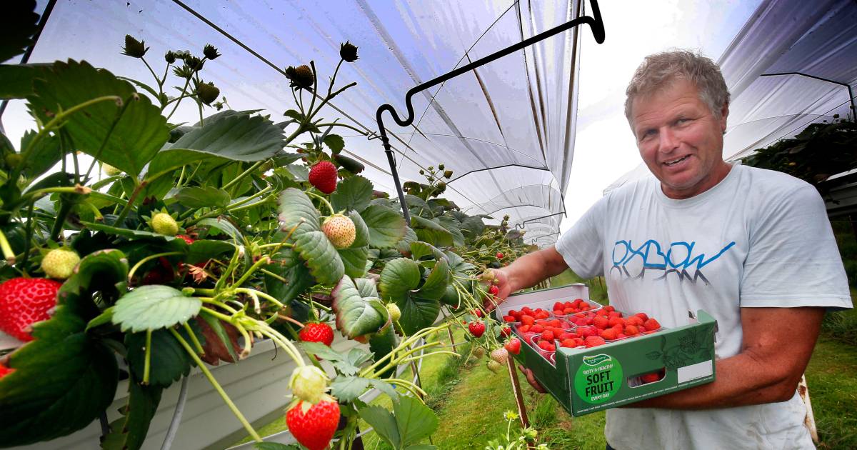 Bijna het hele jaar door verse aardbeien door de plantjes slim in te ...
