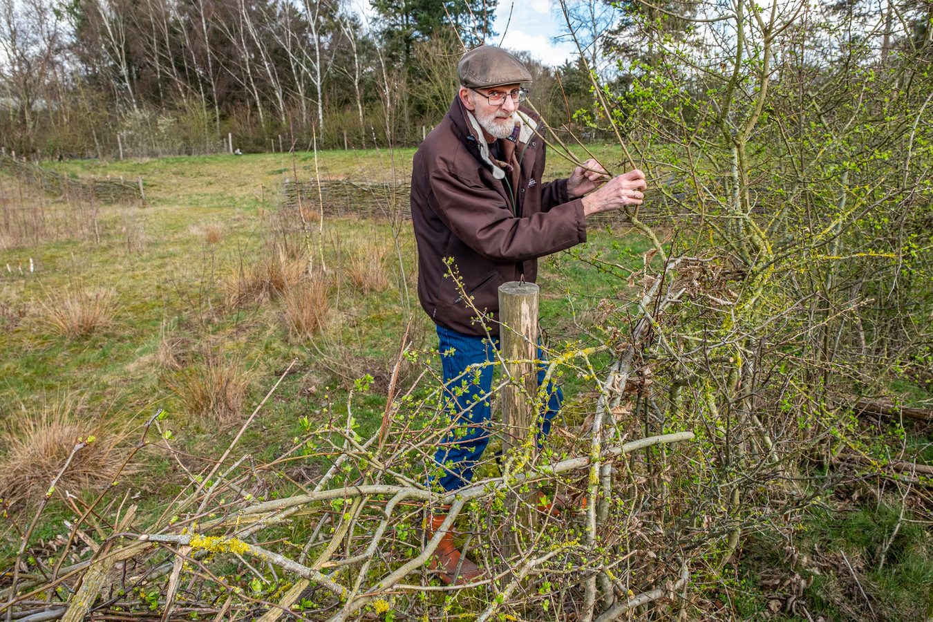‘Misverstand over vlechten van heggen, de echte traditie dreigt te ...