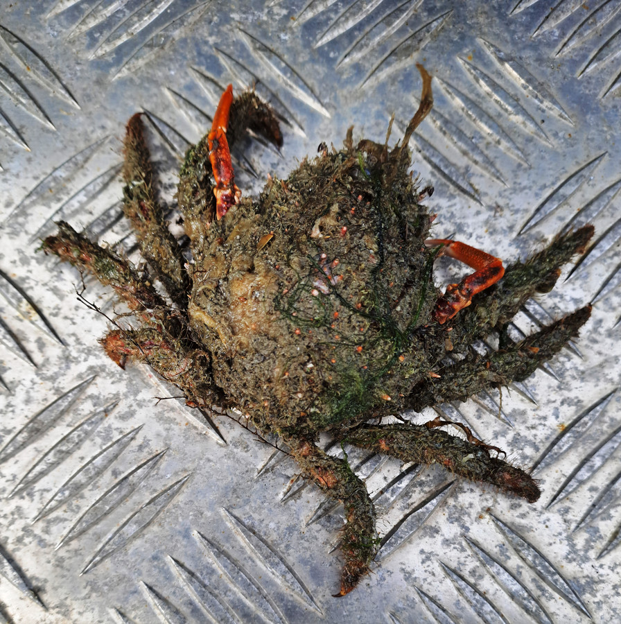 De grote spinkrab met schaarpoten van 20 centimeter rukt op in Zeeland ...