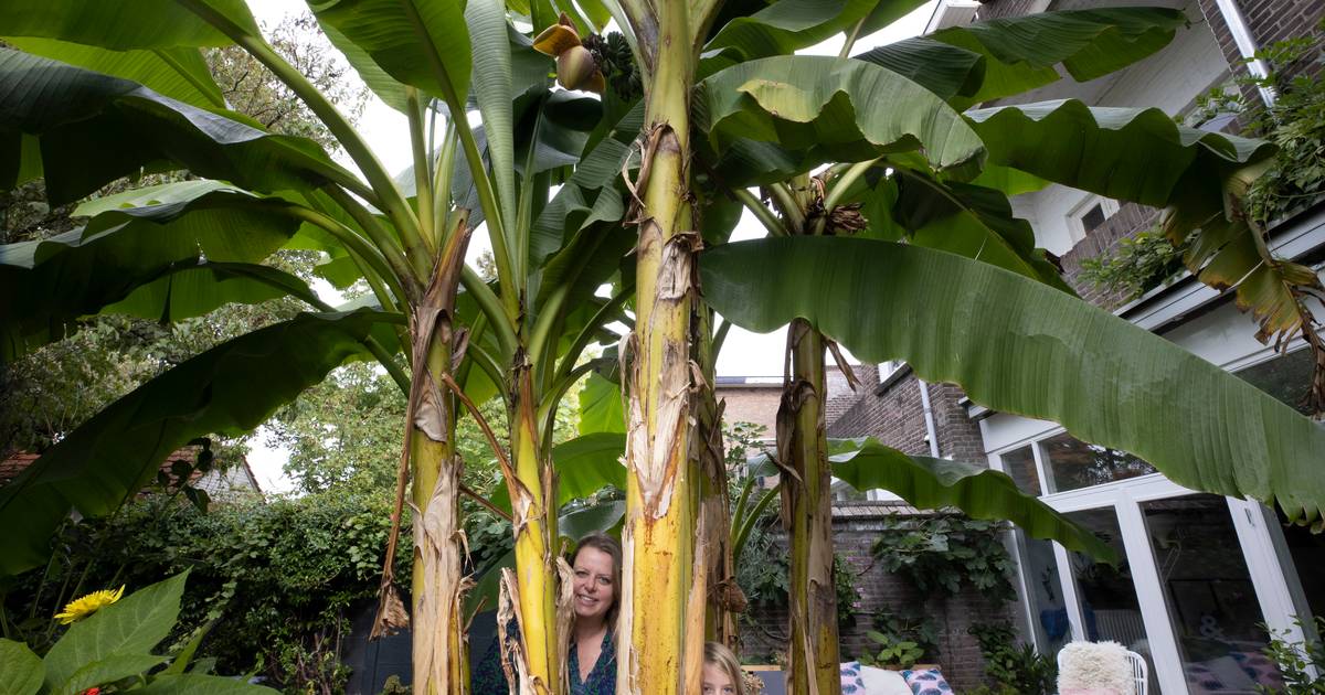 Tropische boom doet het goed in Nederland: 'Denk goed na waar je een ...