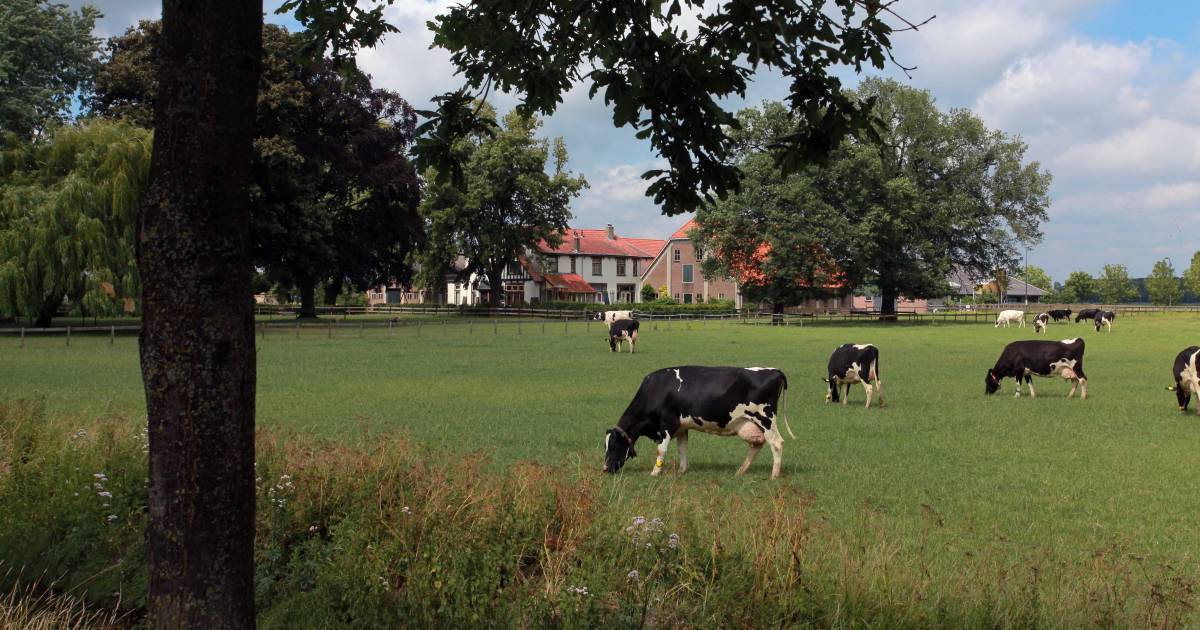 ‘Slot’ op Brabant om natuur te redden: ‘Heel het land loopt vast, dit ...
