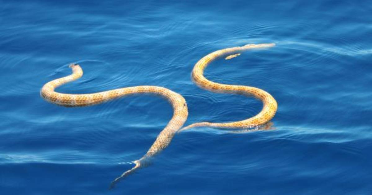 Uitgestorven zeeslang 'herontdekt' bij westkust van Australië | Default ...