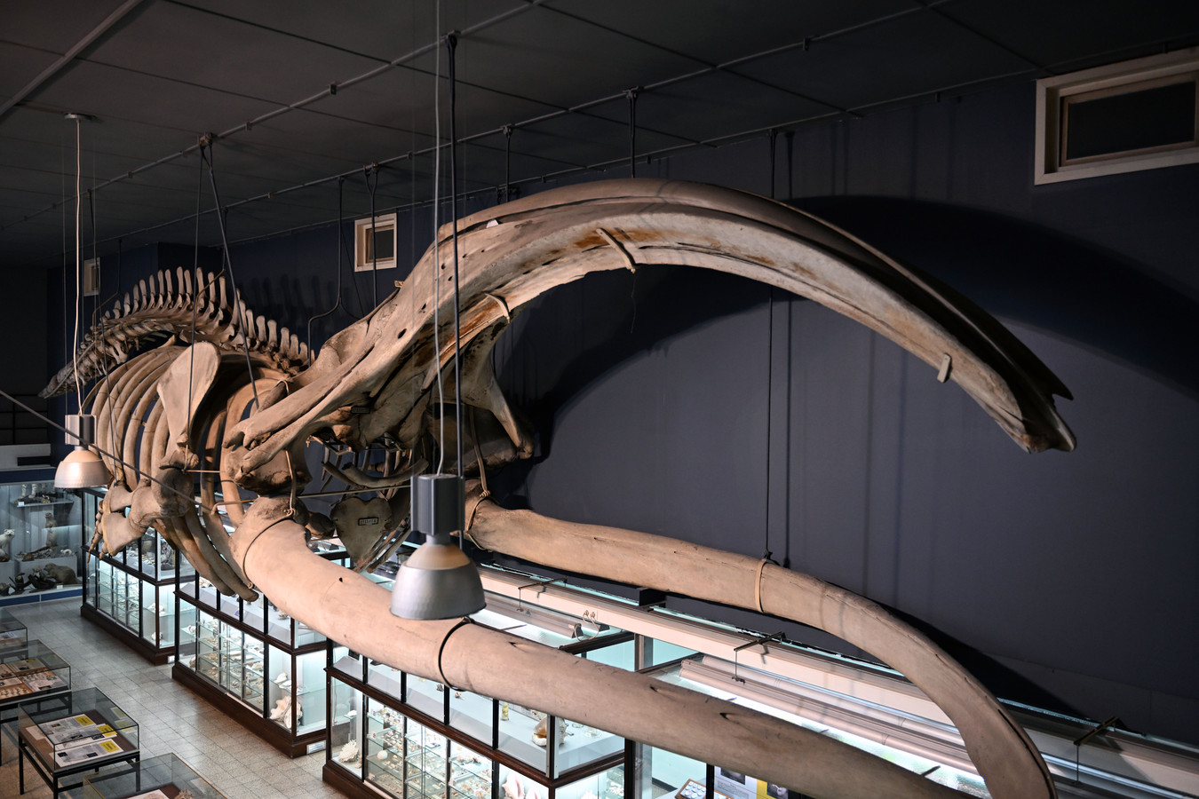 Leuvens ‘kleine, maar fijne’ natuurhistorisch museum gaat een onzekere ...