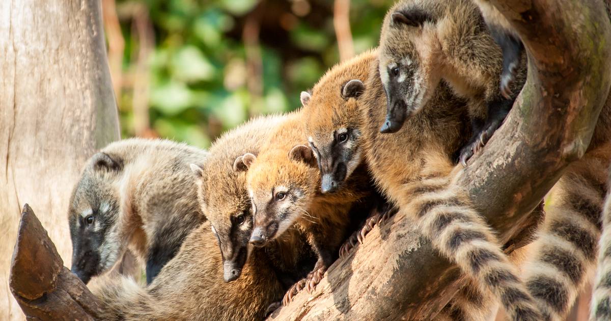 Drie neusberen overleven onbekende infectie niet in Antwerpse Zoo ...
