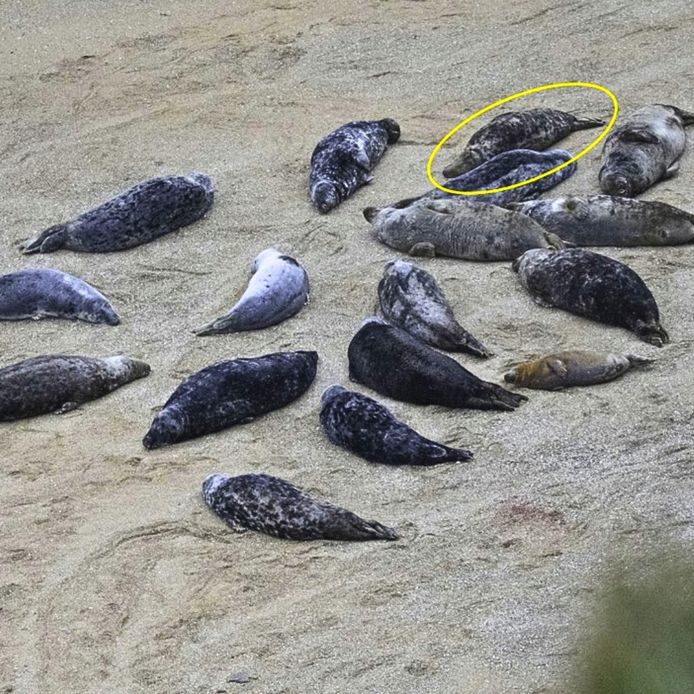 Zeehond Commuter na zes jaar bevrijd van plastic afdichtingsring rond ...