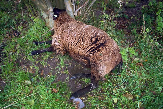 Dode schapen zorgen voor onrust op eiland | Voorne-Putten | AD.nl