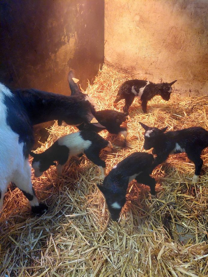 Geit zet 5 lammetjes op de wereld: “En dat is heel uitzonderlijk ...