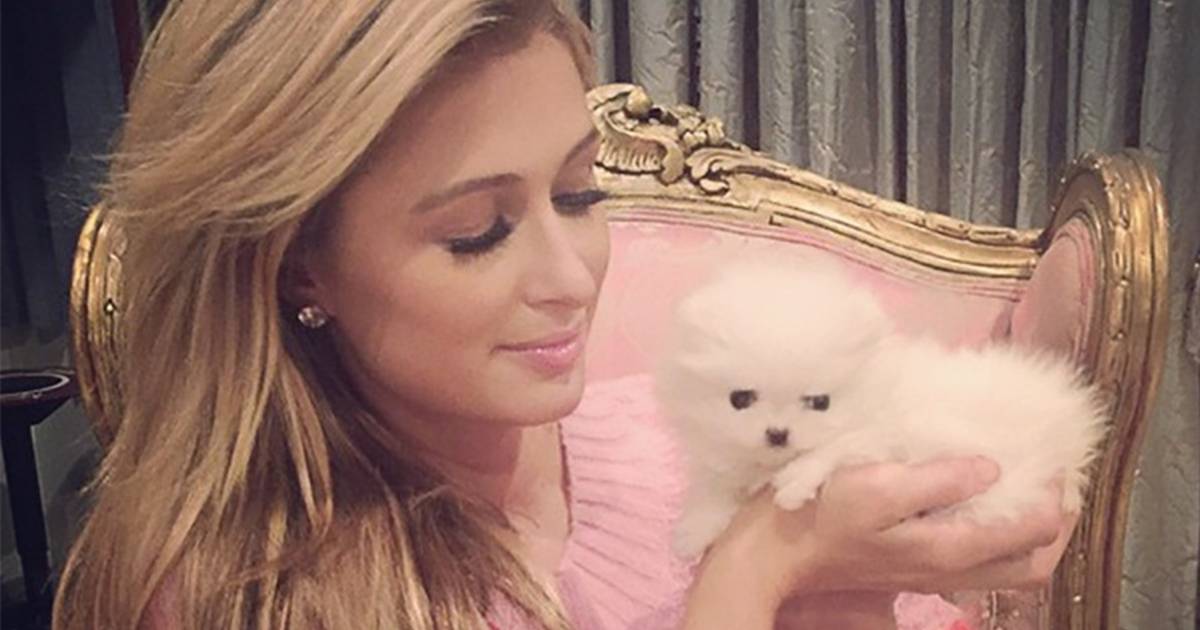 Nieuw schoothondje Paris Hilton heet Princess Paris | Show | AD.nl