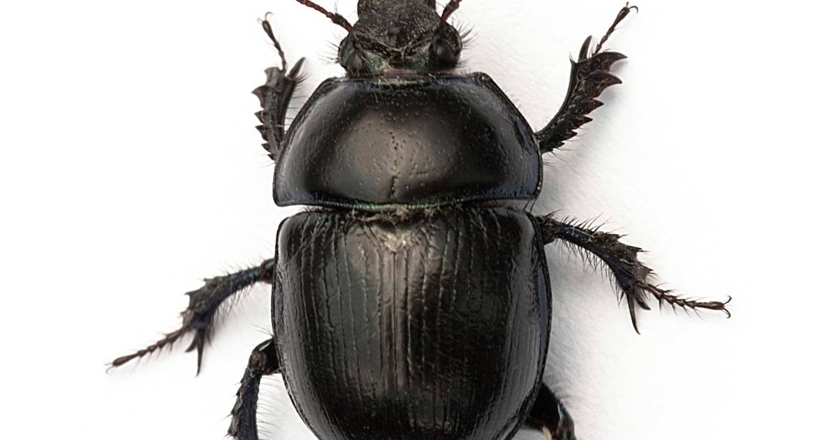 De mestkever | De Krant | hln.be