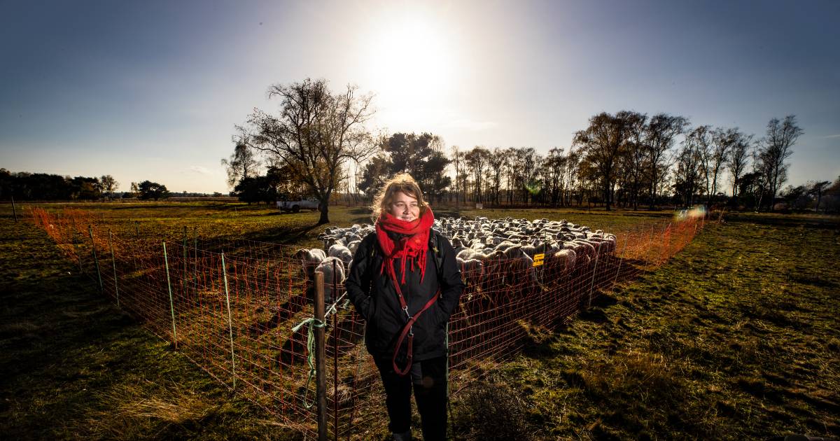 Schaapsherder Loes beschermt haar kudde: ‘Als we dit niet zouden doen ...