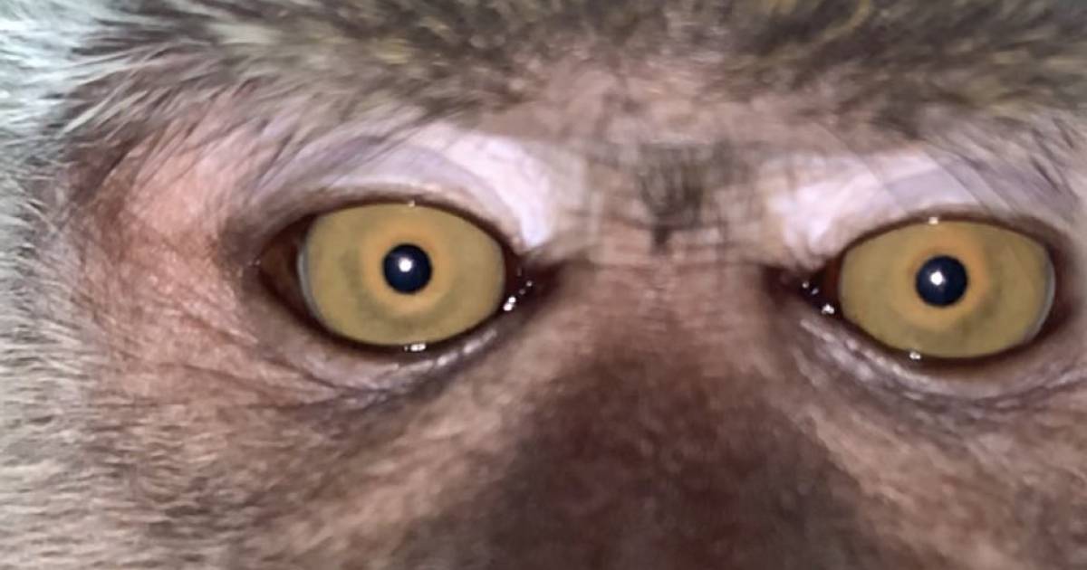 il-retrouve-son-t-l-phone-rempli-de-selfies-de-singe-insolite-7sur7-be