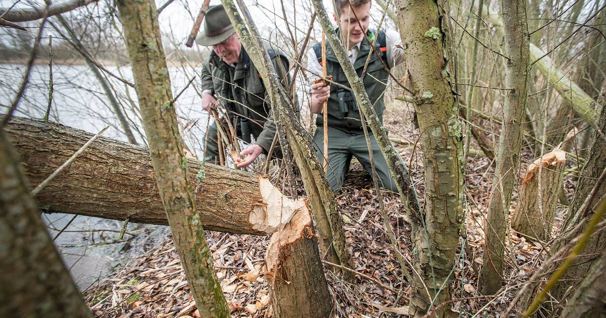 Bever zwemt verder West-Brabant in: ‘In Breda zit nu een stelletje ...