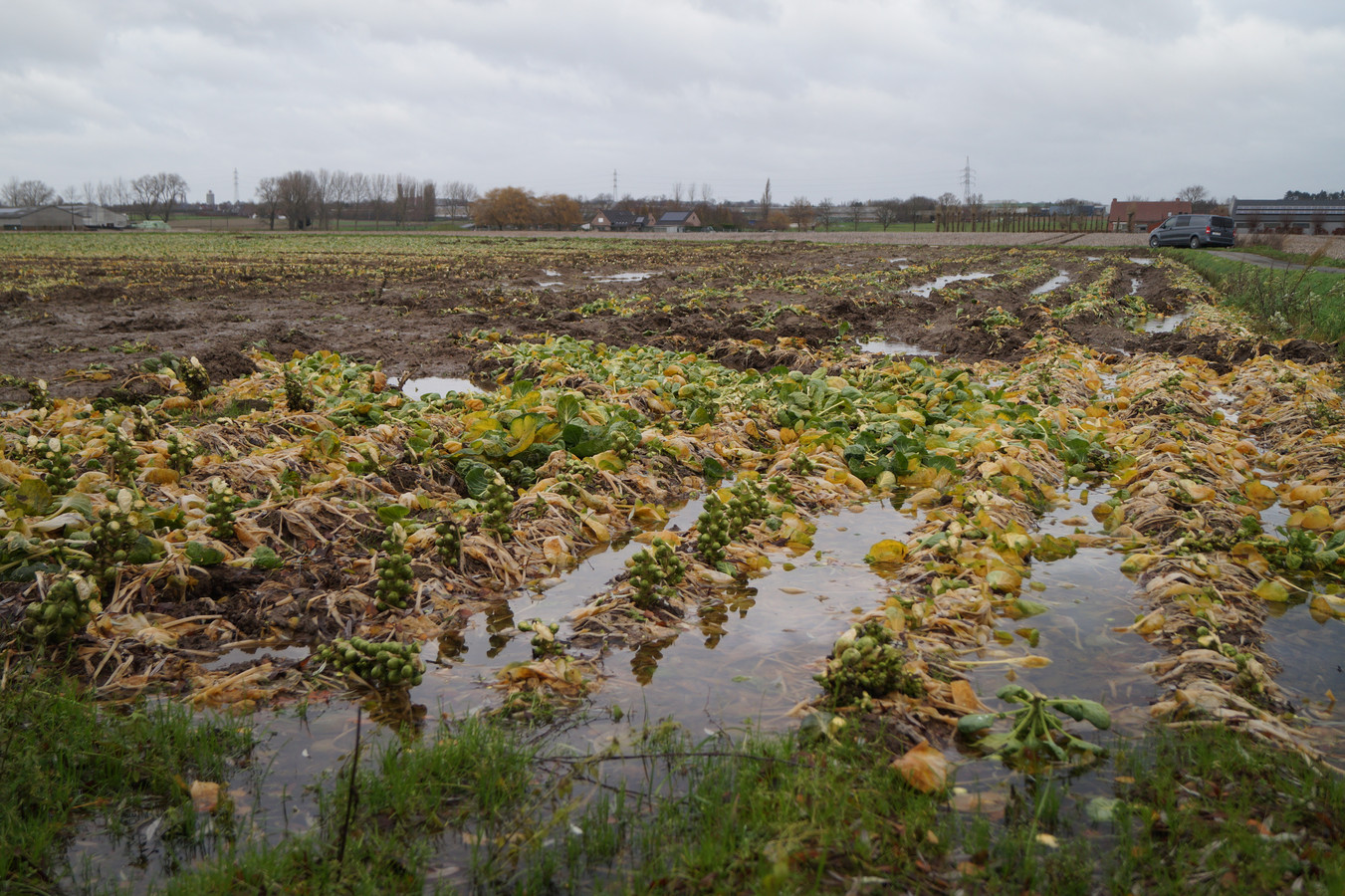 “Dit zullen de mensen helaas ook in hun winkelkar voelen”: hevige regen treft ook West-Vlaamse ...
