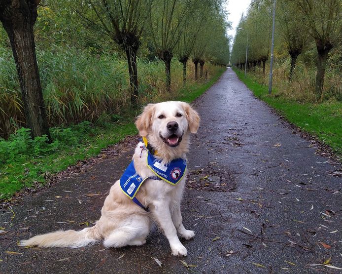 MIJN FOTO | Met Joyca de assistentiehond op weg naar het ...