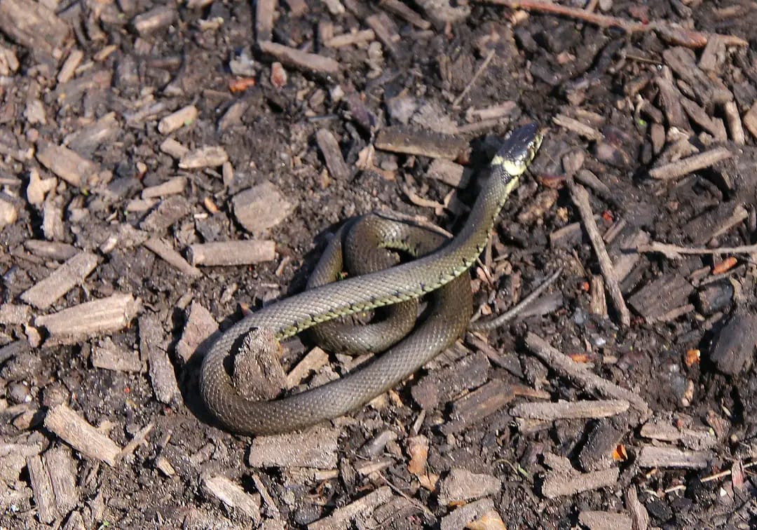“Fantastisch nieuws!”: Natuurpunters treffen juveniele ringslang aan in ...