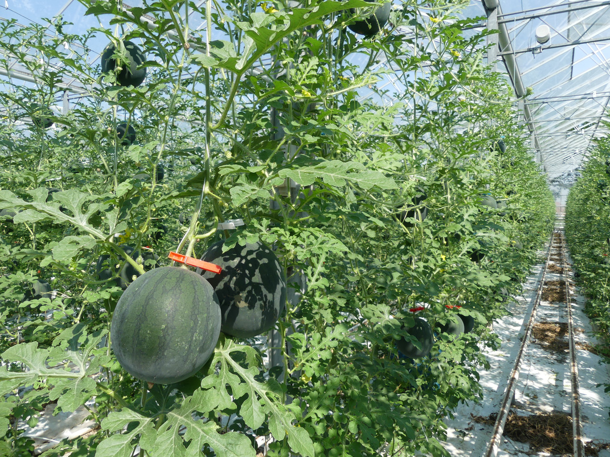 De enige Belgische watermeloenen groeien in Nevele: “Pak kleiner dan in ...