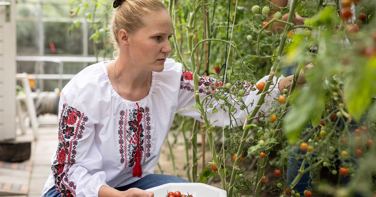 In Huize Alexandra is in feite een ‘klein Oekraïens dorpje’ ontstaan ...